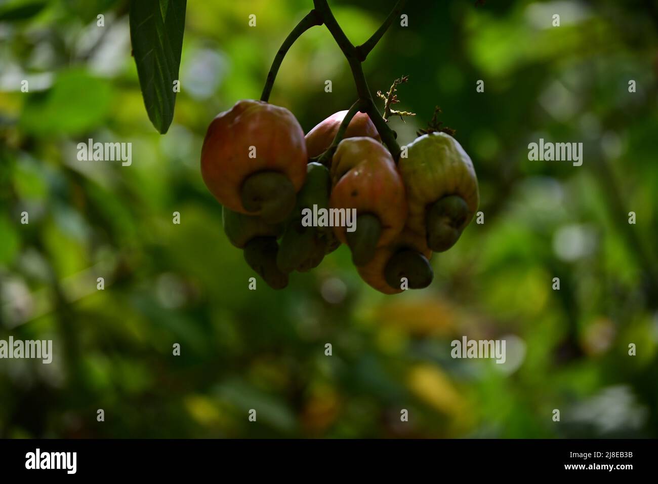 Cashew nut flower hi-res stock photography and images - Alamy