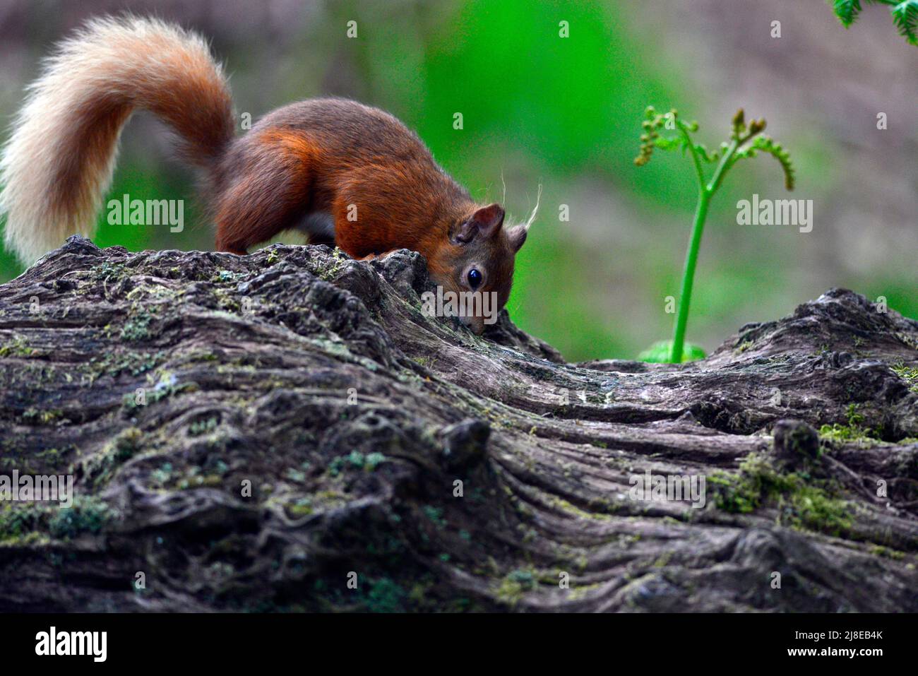 Scottish red squirrel or Sciurus vulgaris Stock Photo - Alamy