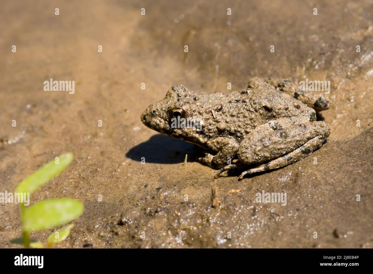 Small toad in the mud close up Stock Photo - Alamy