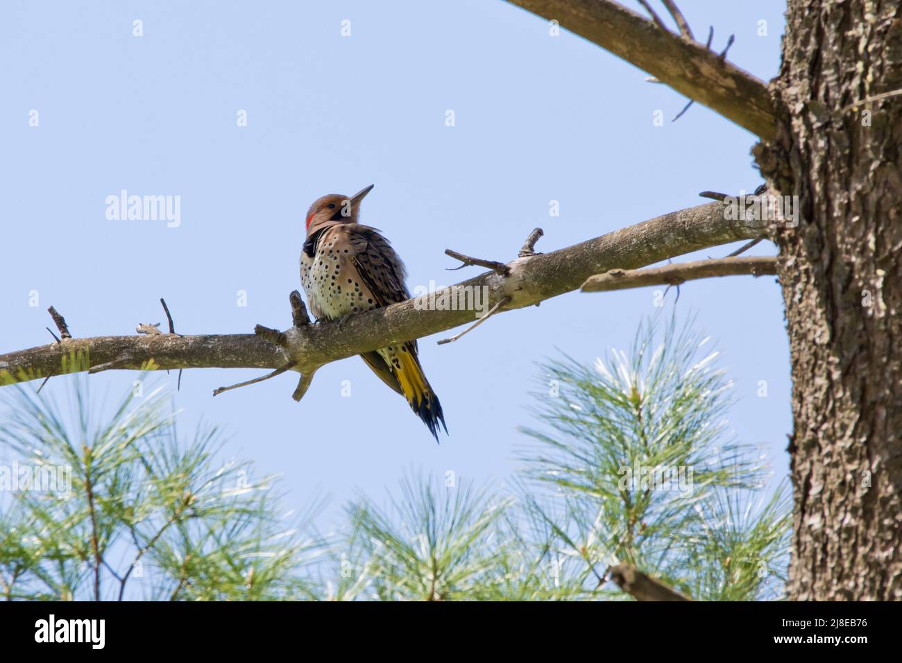 Northern flicker bird perching in a pine tree with blue sky background ...