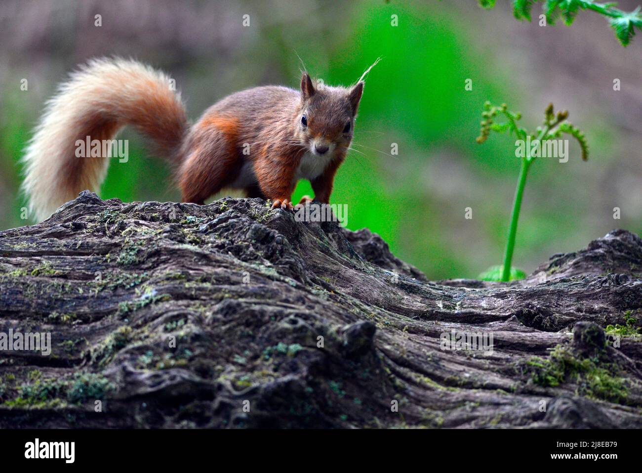 Scottish red squirrel or Sciurus vulgaris Stock Photo - Alamy