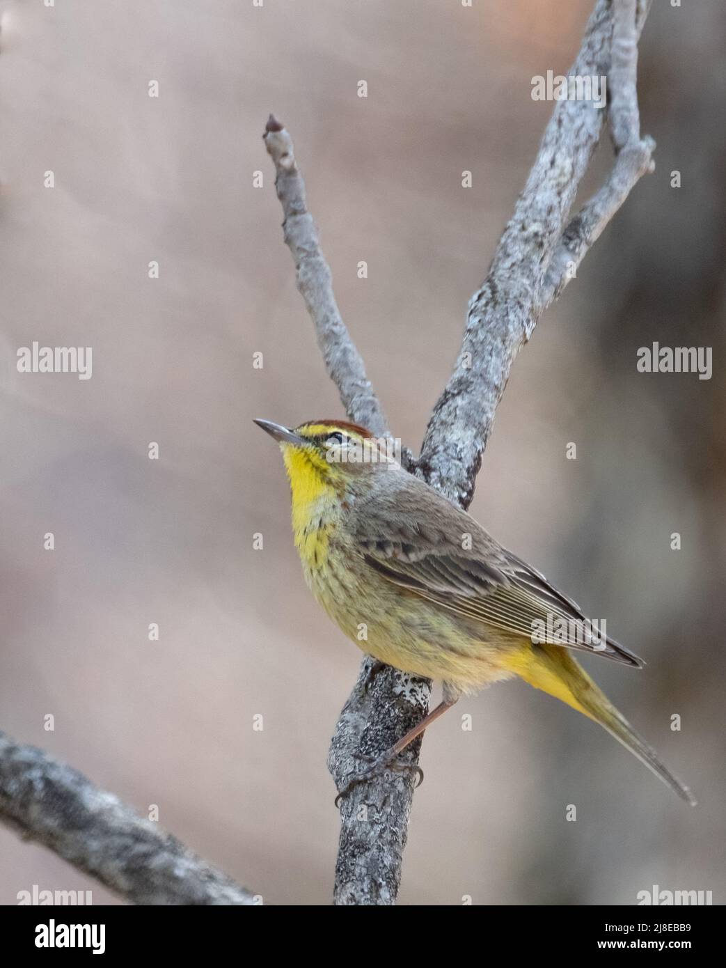 Marsh and tree warblers hi-res stock photography and images - Alamy