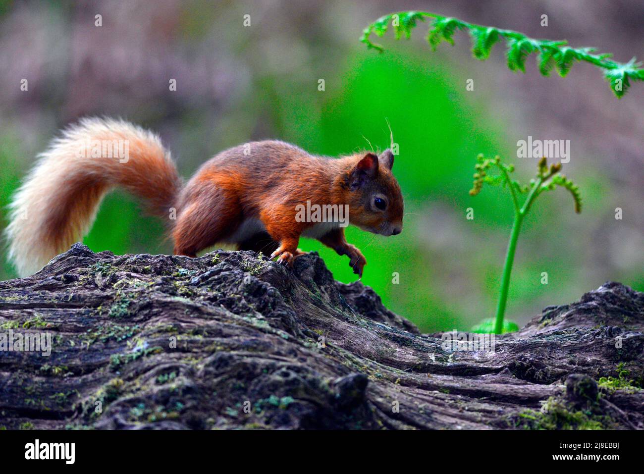 Scottish red squirrel or Sciurus vulgaris Stock Photo - Alamy