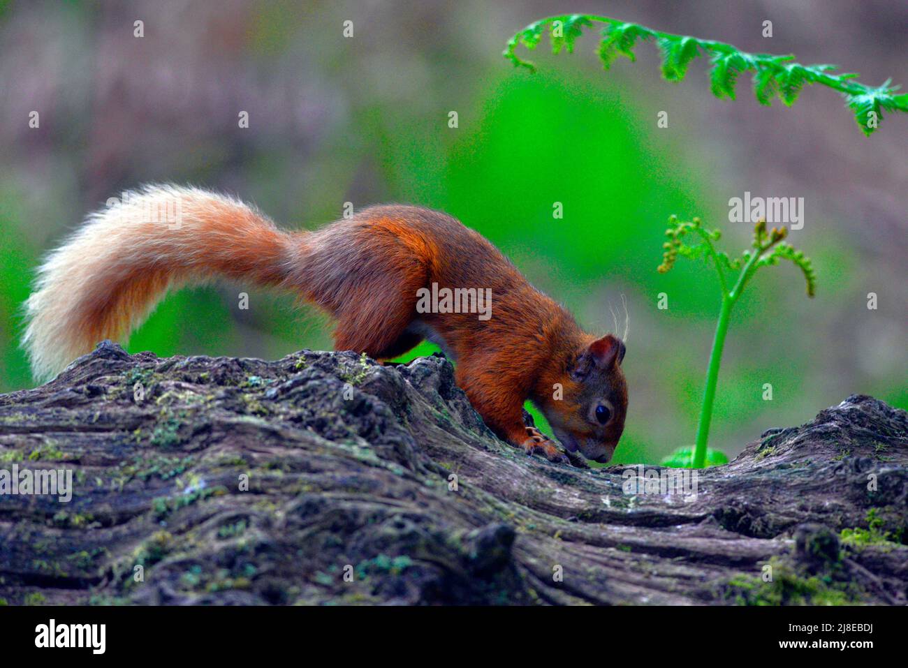 Scottish red squirrel or Sciurus vulgaris Stock Photo - Alamy