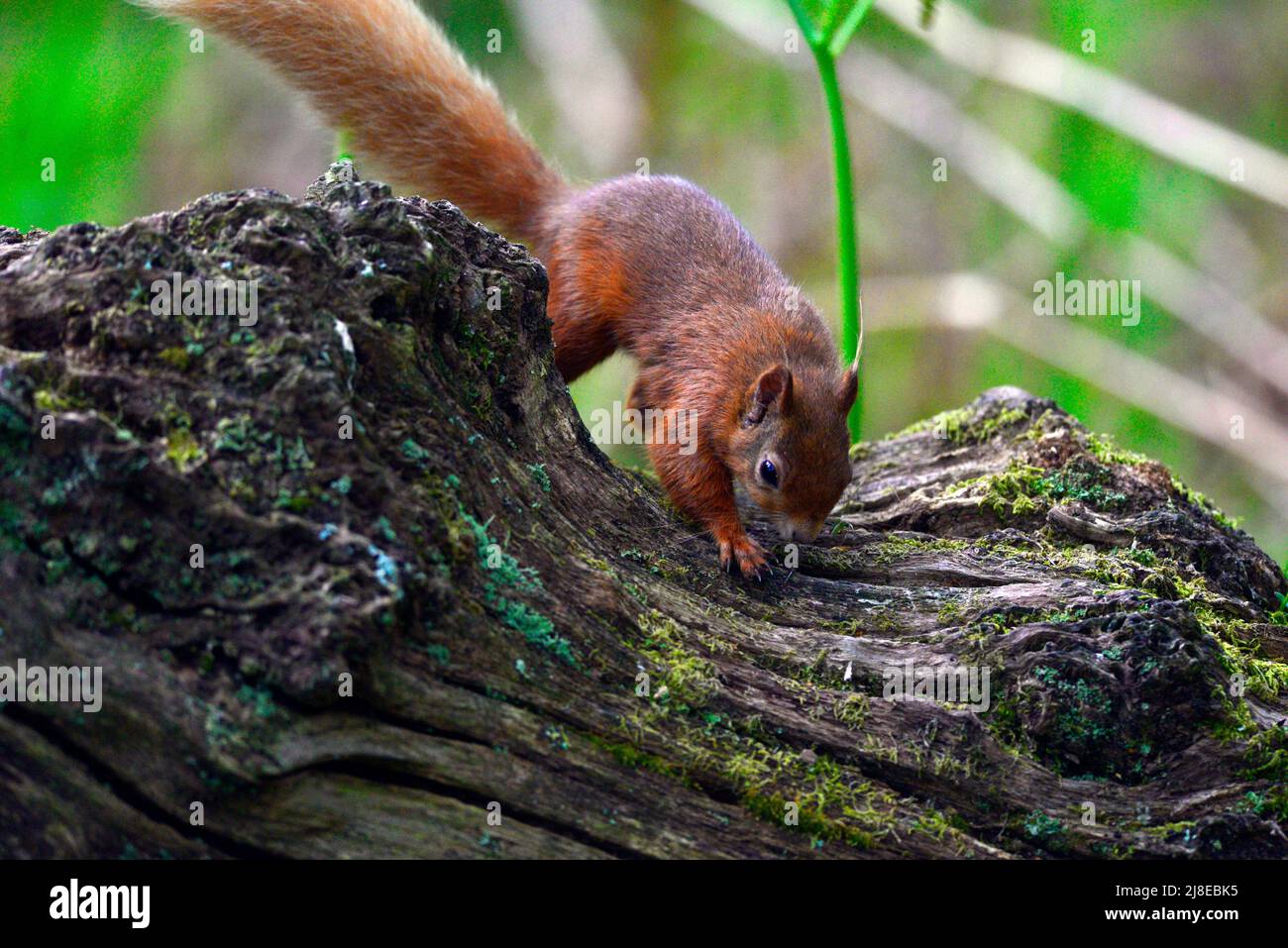 Red morphs hi-res stock photography and images - Alamy