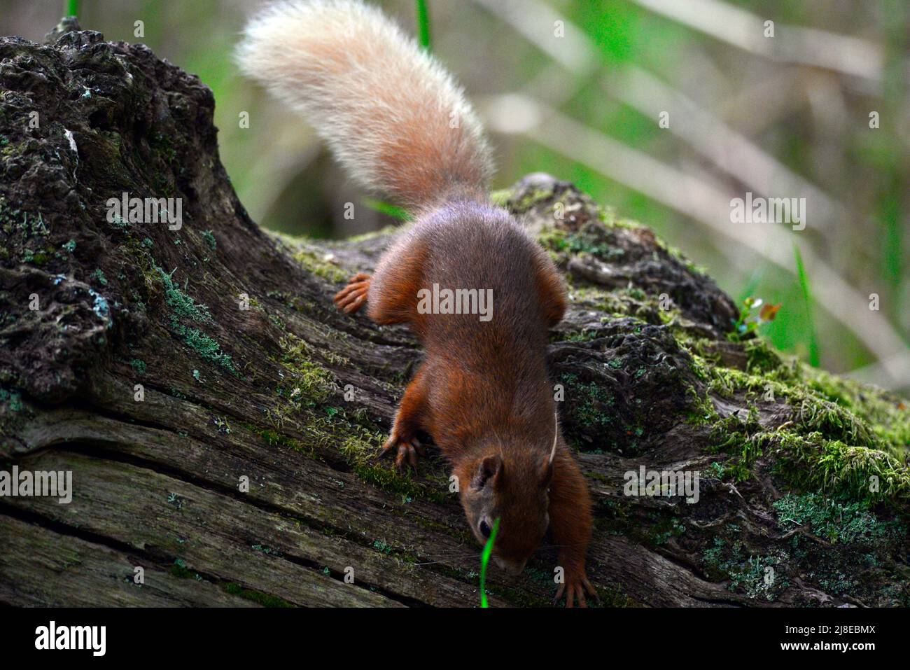 Scottish red squirrel or Sciurus vulgaris Stock Photo - Alamy