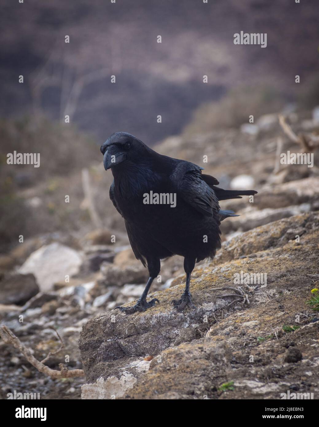 Crow volcano hi-res stock photography and images - Alamy