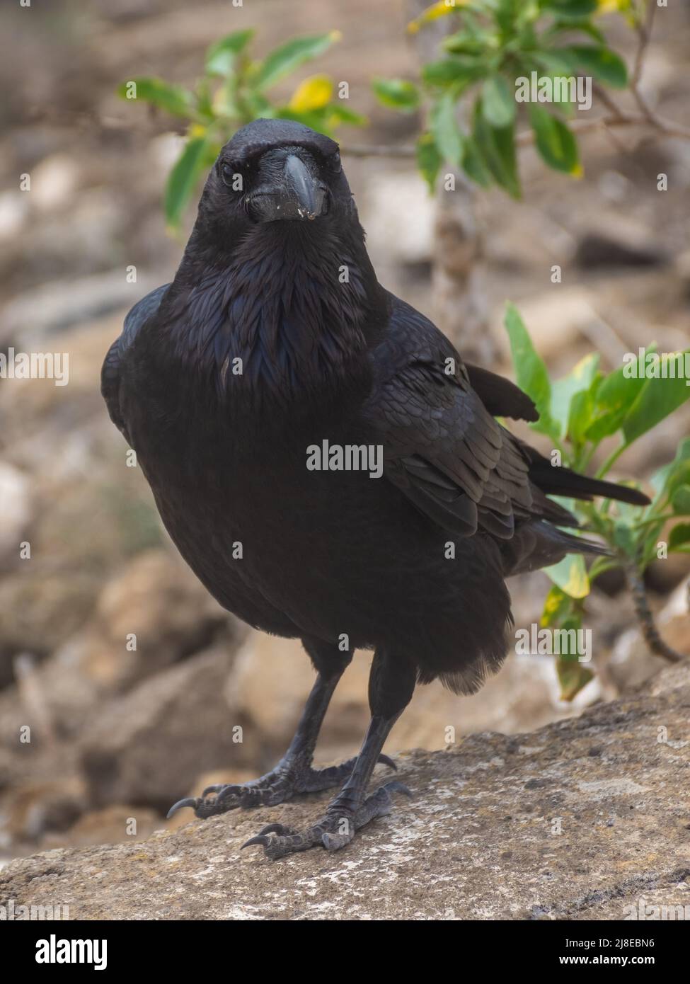 Corvus Corax over a volcano in Lanzarote island, Spain Stock Photo - Alamy