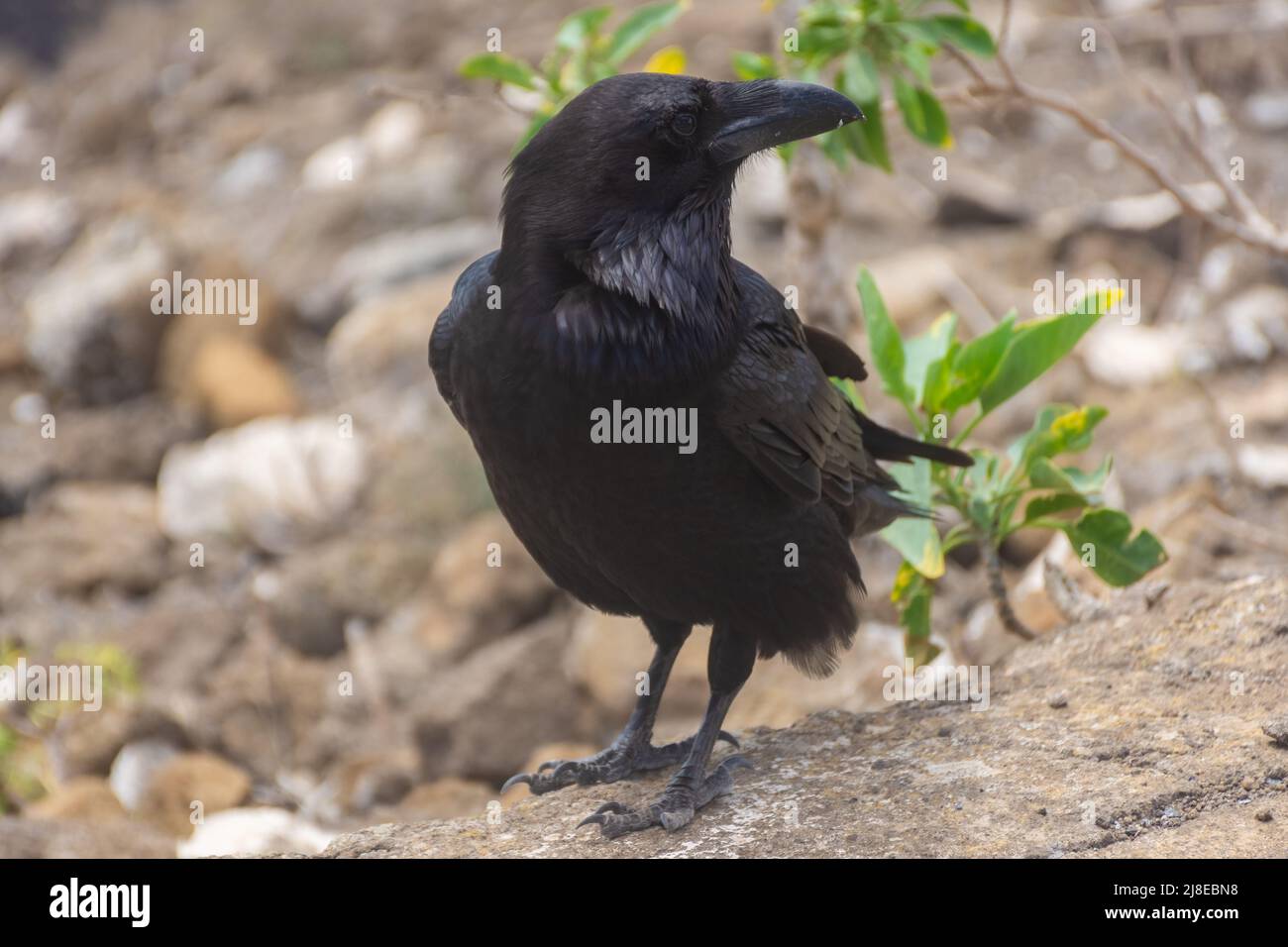 Crow volcano hi-res stock photography and images - Alamy