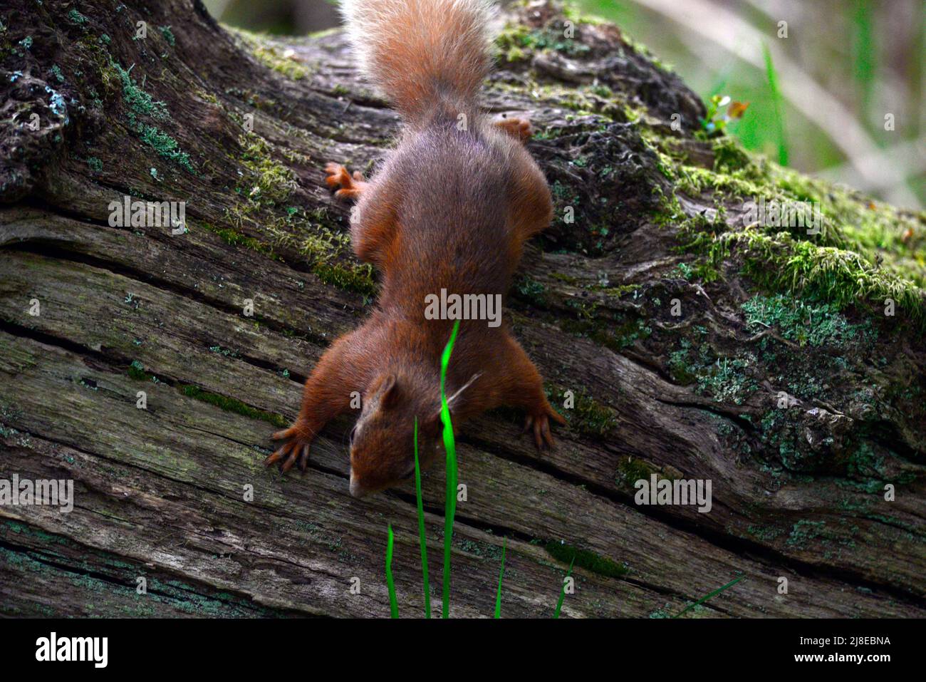 Scottish red squirrel or Sciurus vulgaris Stock Photo - Alamy