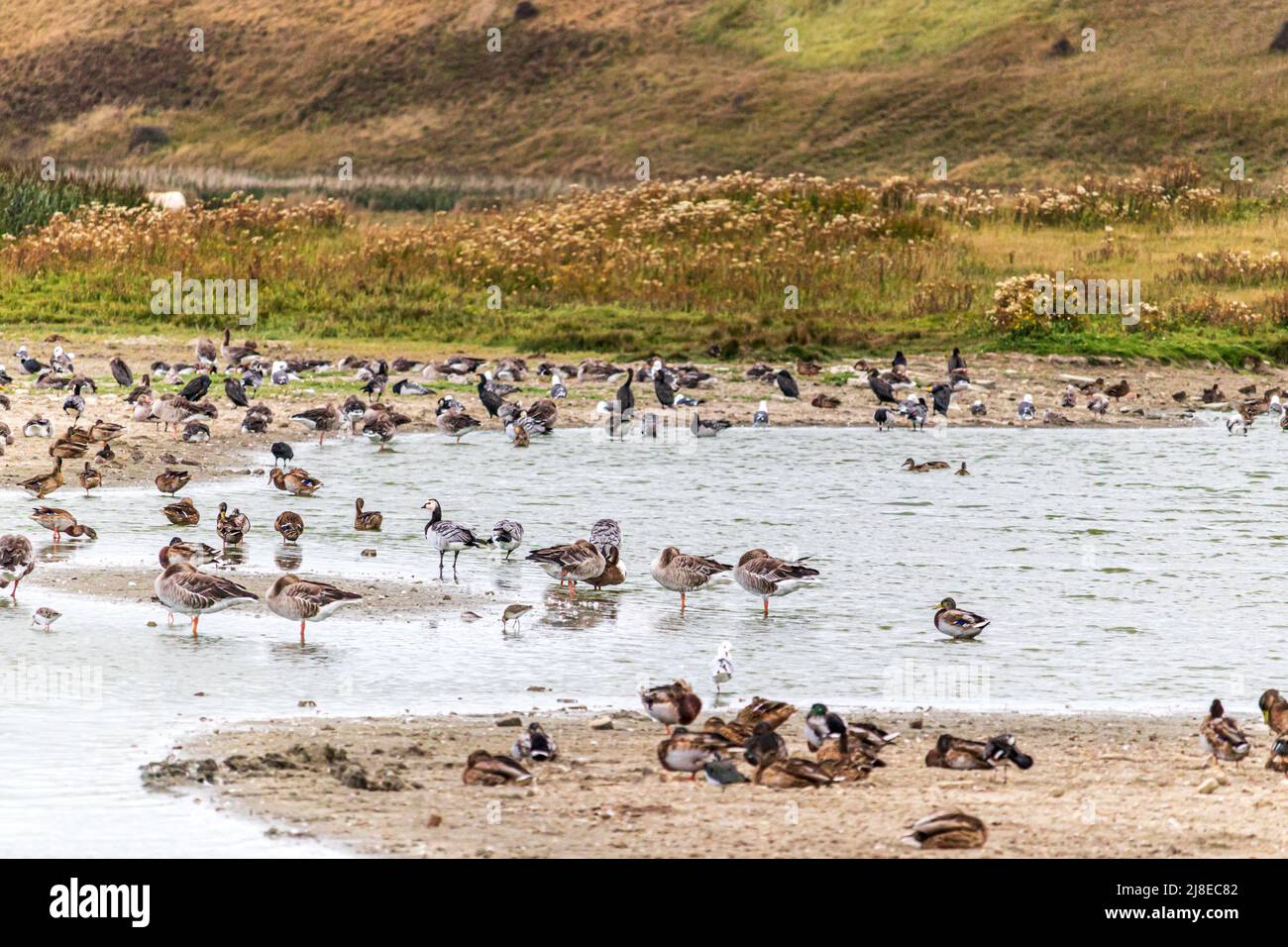 waterfowl and landscape in zeeland westkapelle Stock Photo - Alamy
