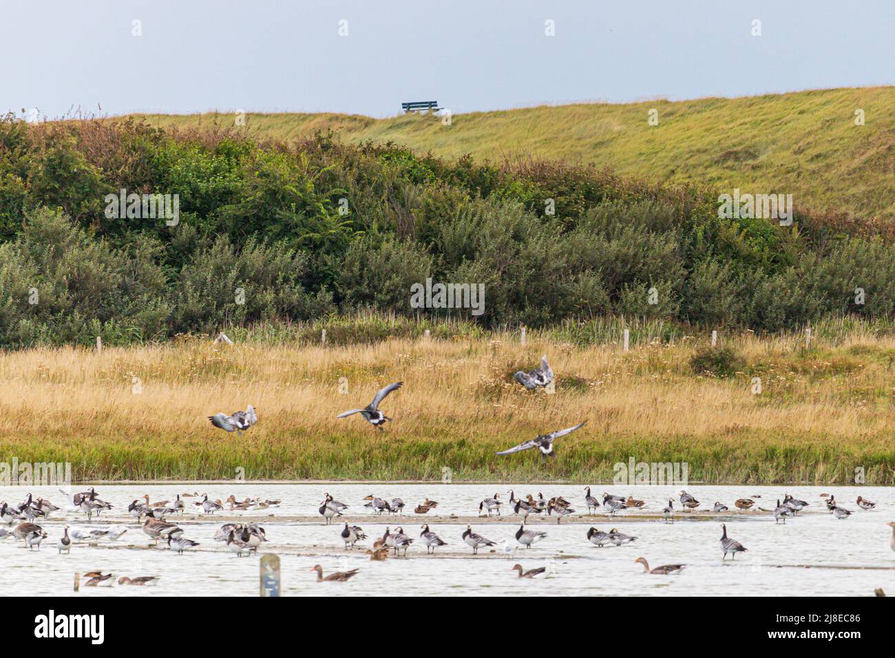 waterfowl and landscape in zeeland westkapelle Stock Photo - Alamy