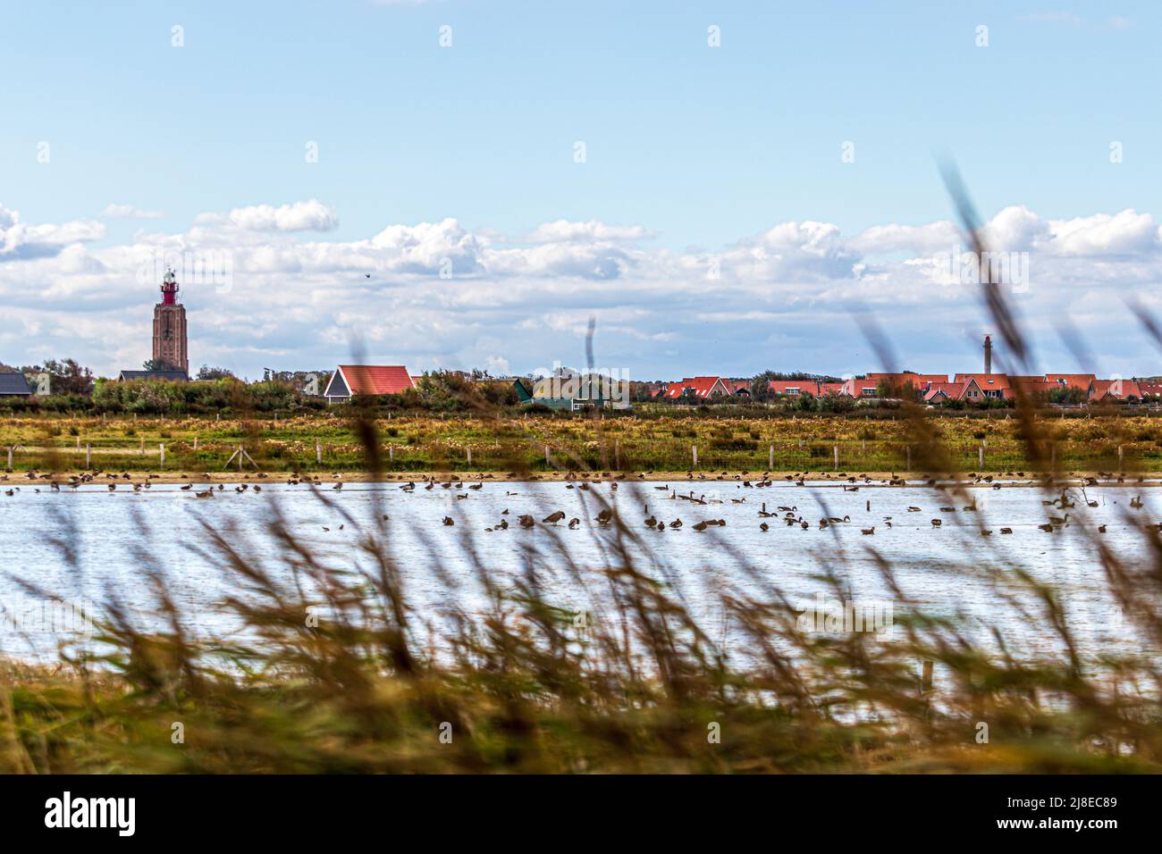 waterfowl and landscape in zeeland westkapelle Stock Photo - Alamy
