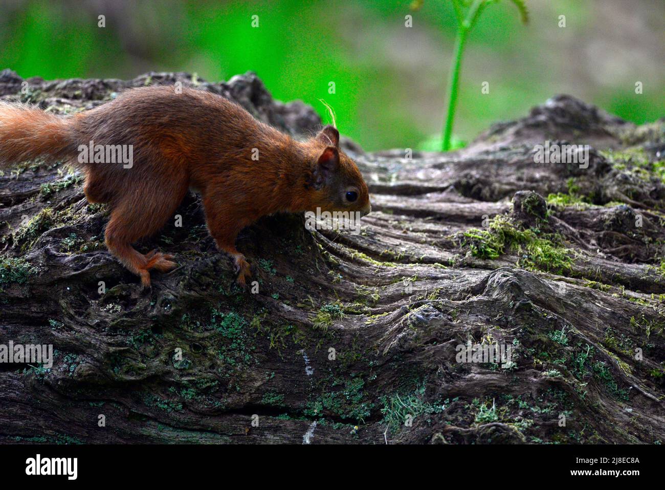 Scottish red squirrel or Sciurus vulgaris Stock Photo - Alamy