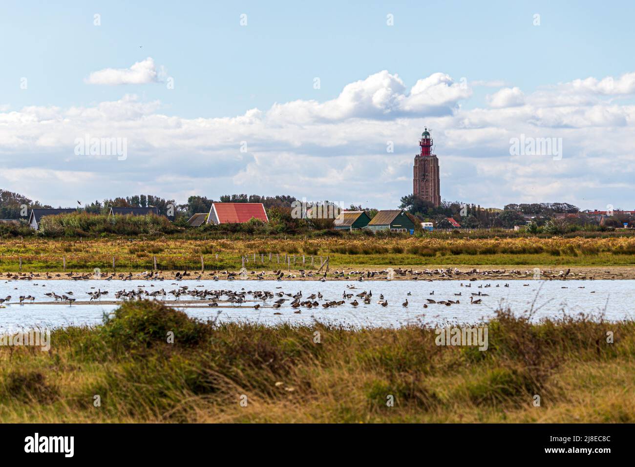 waterfowl and landscape in zeeland westkapelle Stock Photo - Alamy