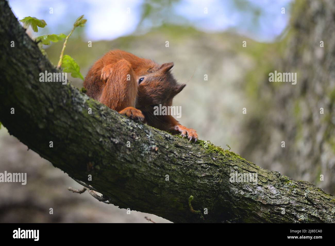Scottish red squirrel or Sciurus vulgaris Stock Photo - Alamy