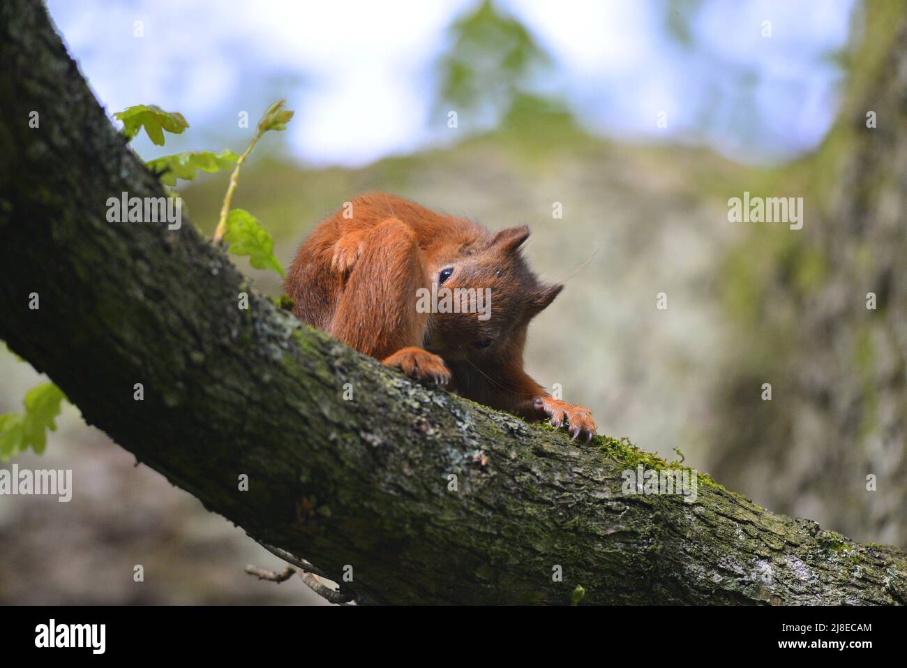 Scottish red squirrel or Sciurus vulgaris Stock Photo - Alamy