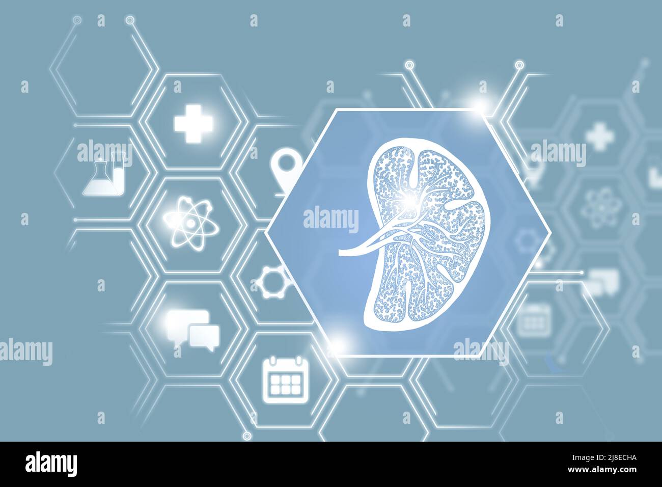 Human internal organ Spleen emergency help and protection from diseases ...