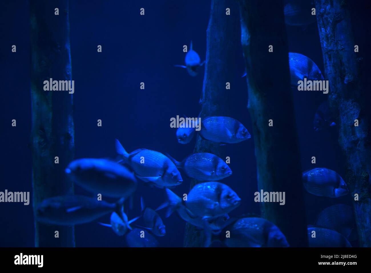 Fish in deep blue water . Tropical undersea Stock Photo - Alamy
