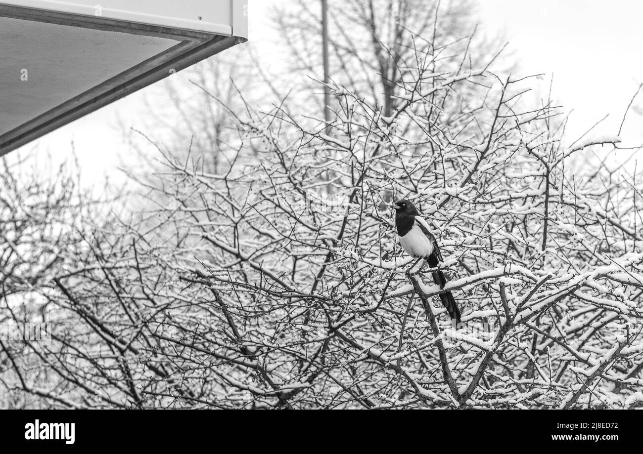 magpie sitting on snow covered tree branch Stock Photo - Alamy