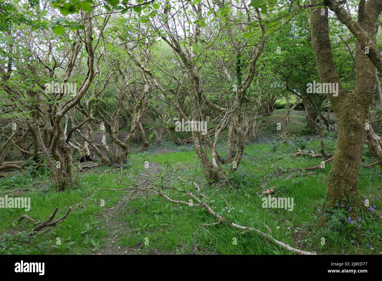 Parka Mine (Park of Mines), 1873 Trevarran United Mine, Indian Queens ...