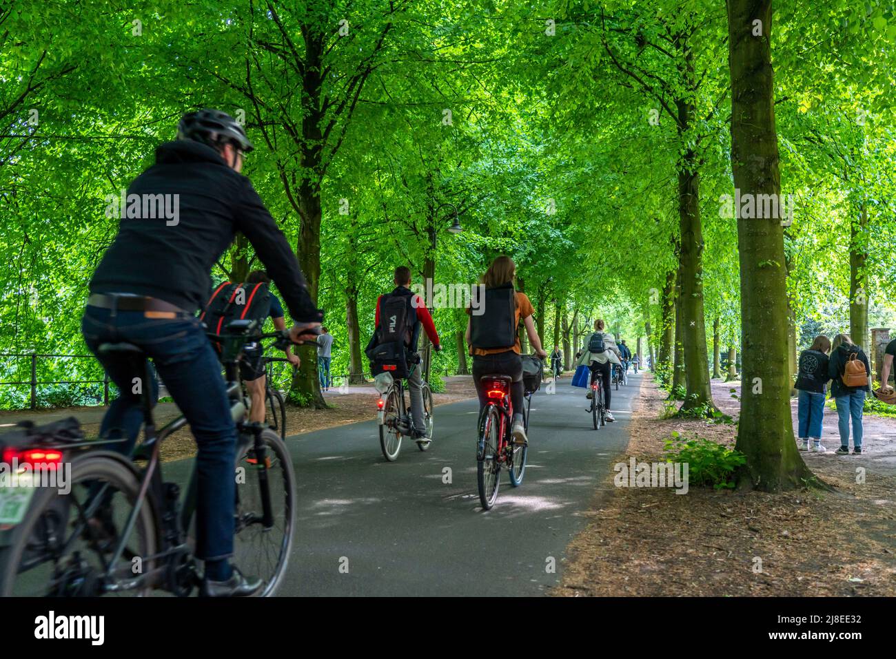 Promenade cycle path, tree-lined, car-free, approx. 4.5 km long ...