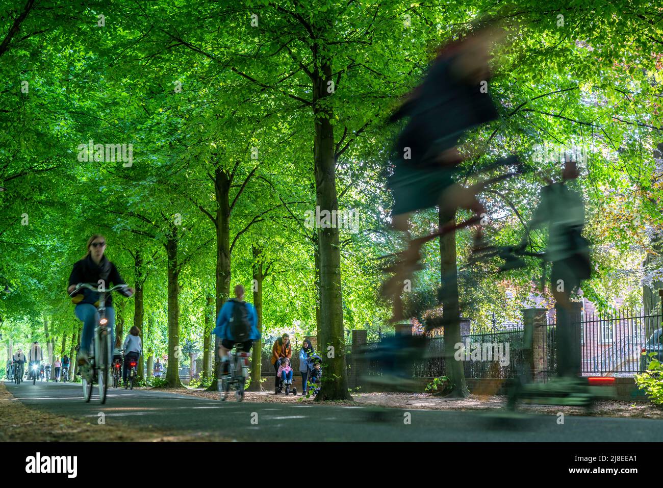 Promenade cycle path, tree-lined, car-free, approx. 4.5 km long ...