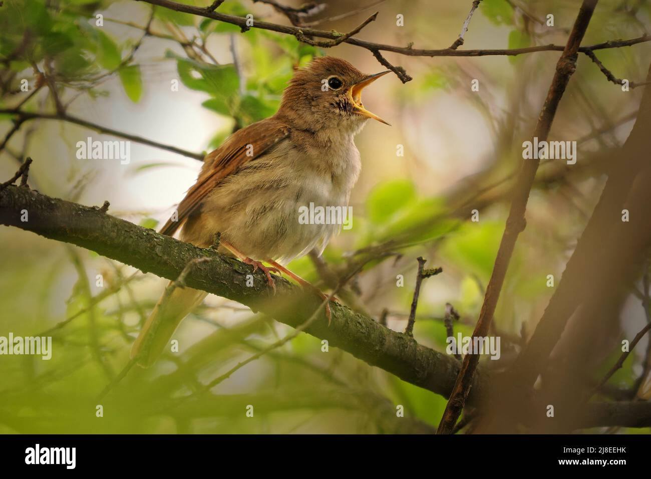 Common Nightingale - Luscinia megarhynchos also known as rufous ...