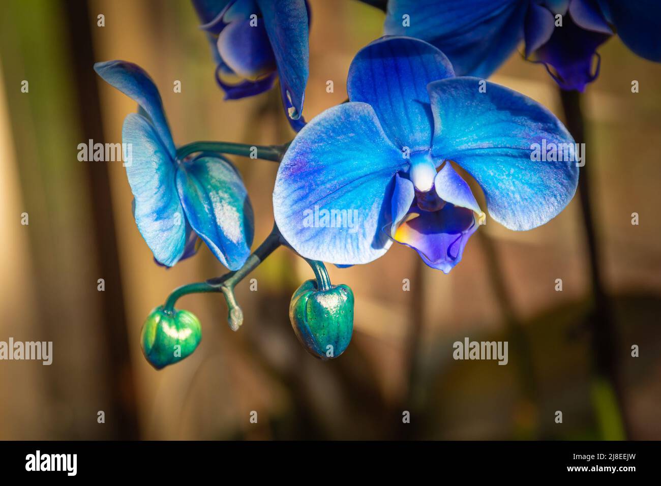 Blue orchid hi-res stock photography and images - Alamy