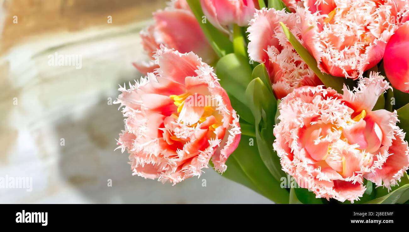 Fringed leaf hi-res stock photography and images - Alamy