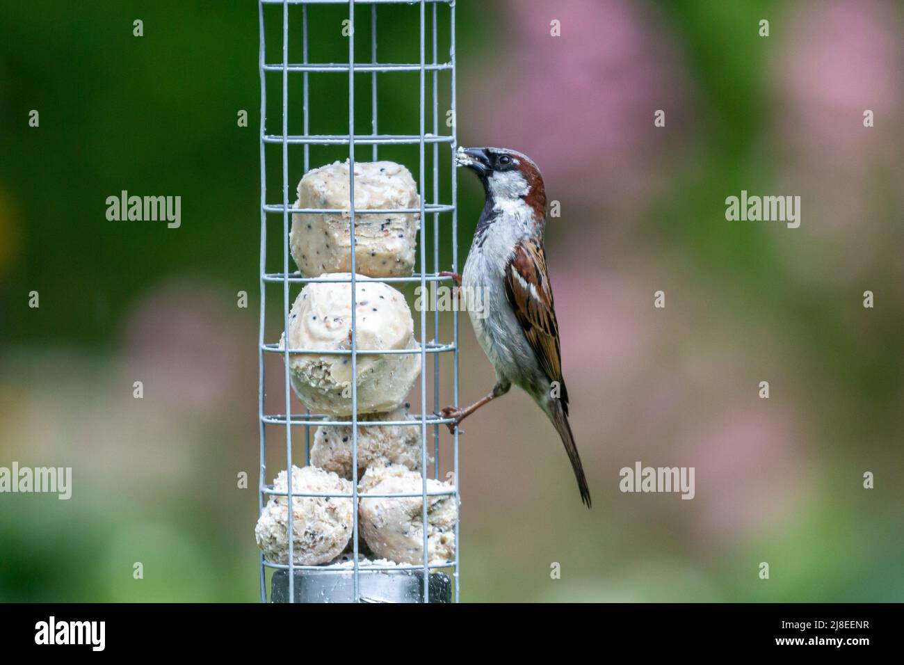 A house sparrow, passer domesticus, eating suet balls from a bird ...