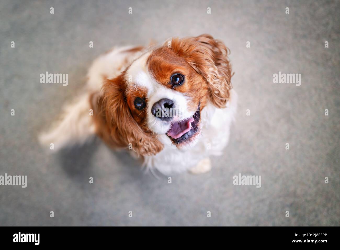 Cavalier King Charles Spaniel sitting down but looking up at the camera ...