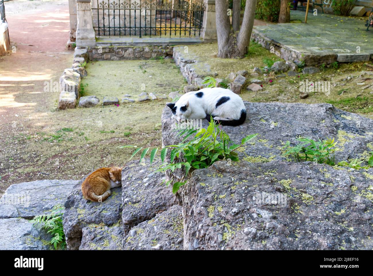 Cats rest on stone steps in a beautiful Greek courtyard Stock Photo - Alamy