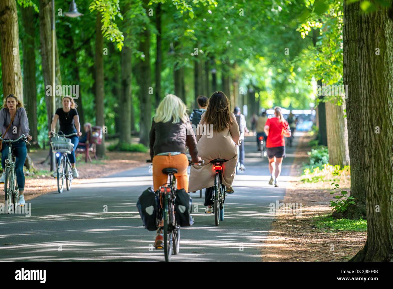 Radweg Promenade, von Bäumen gesäumter, autofreier, rund 4,5 km langer ...