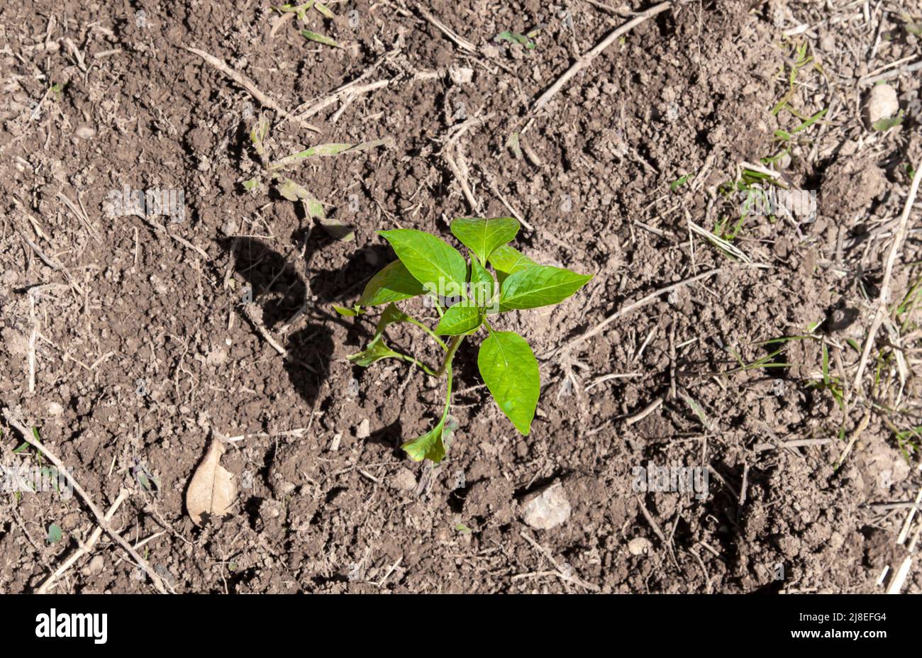 Pepper sprout. Tiny pepper plant seedlings are planted in the ground ...