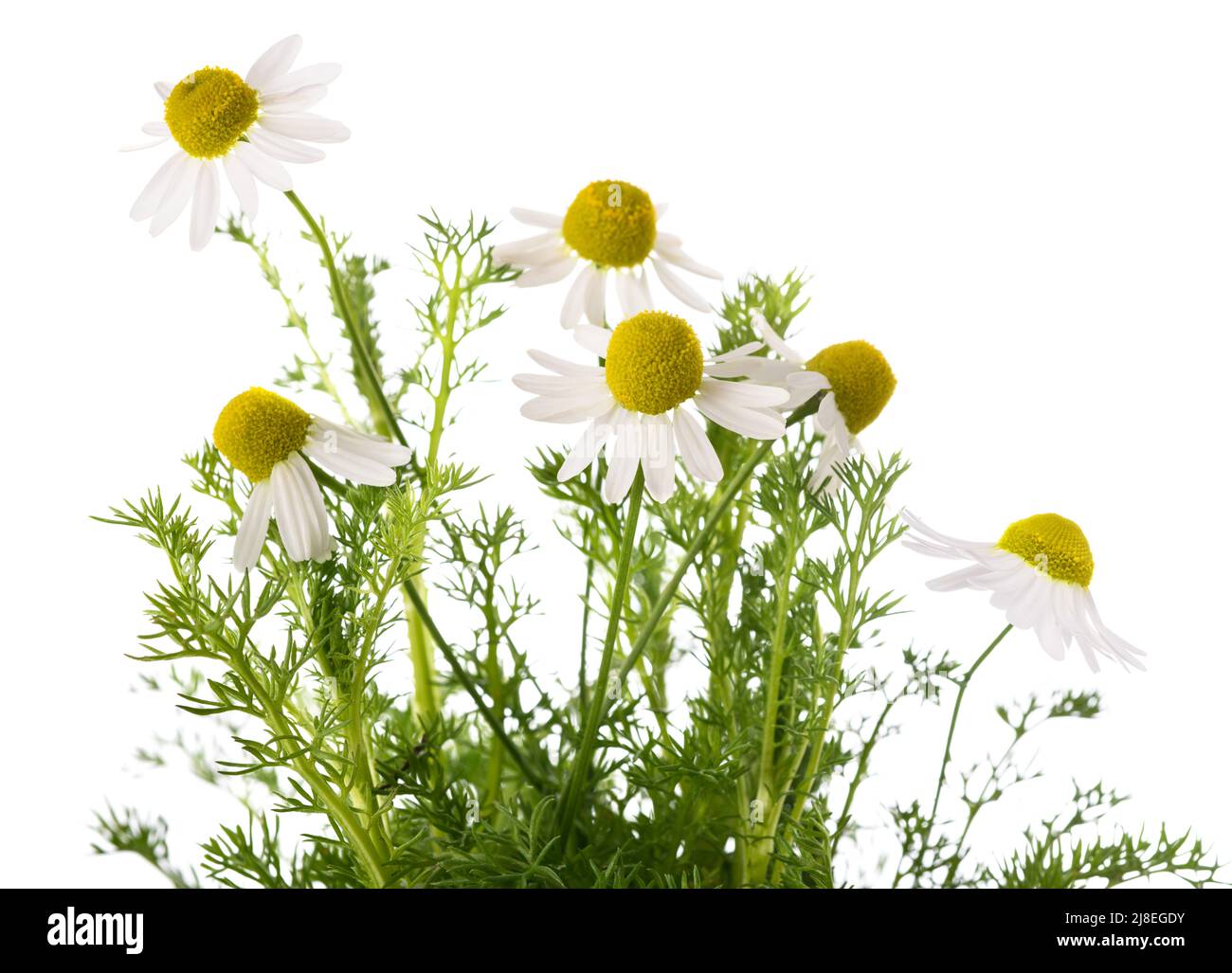 Chamomile plant isolated on white background Stock Photo - Alamy