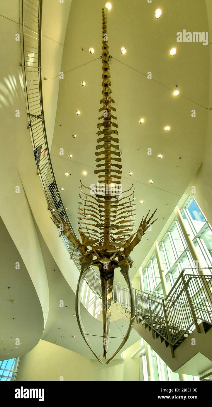 43 foot Bowhead whale skeleton suspended from the lobby ceiling of the ...