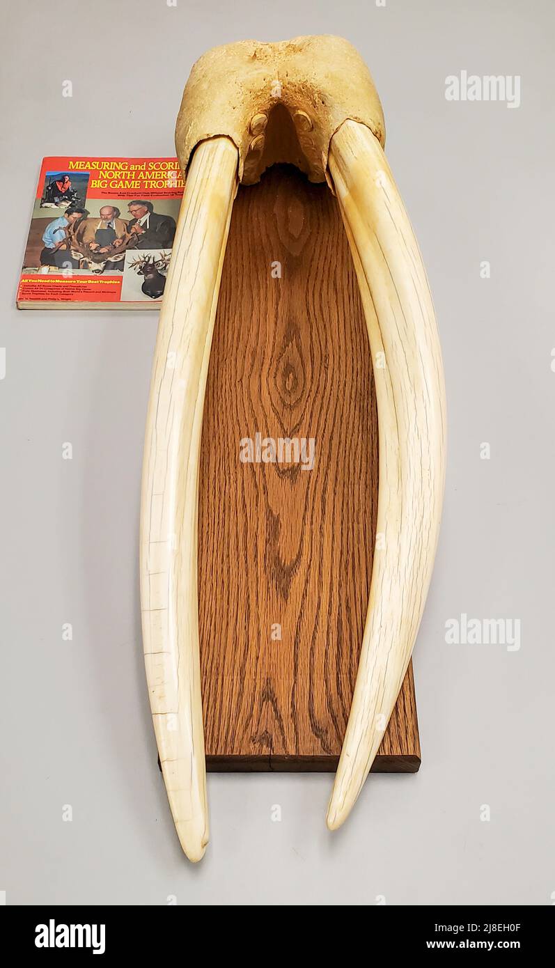 Walrus muzzle mount...just the tusks. Part of a far north collection at ...