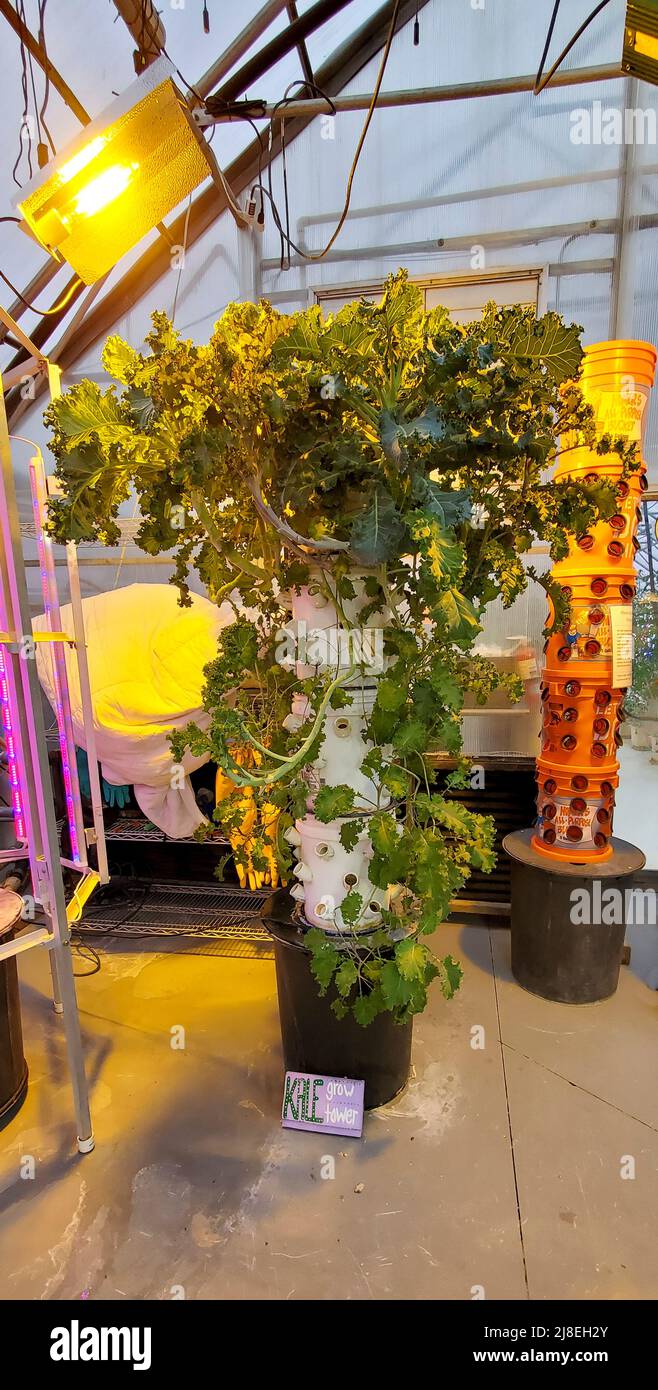 Vegetable "grow tower" in thermally heated greenhouse at Chena Hot ...