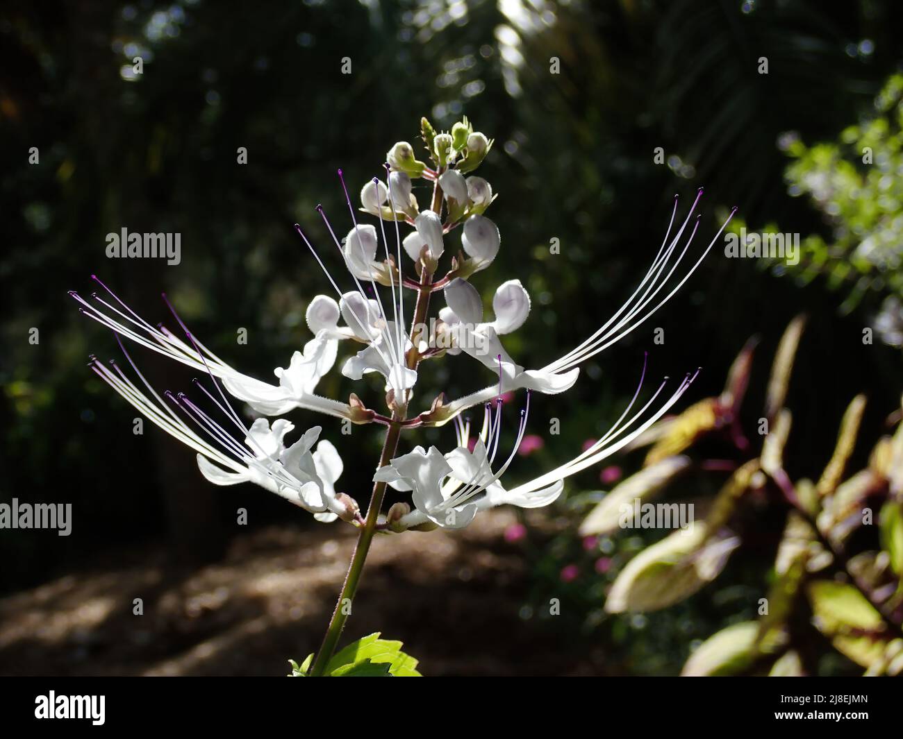 White flowers in bloom Stock Photo - Alamy