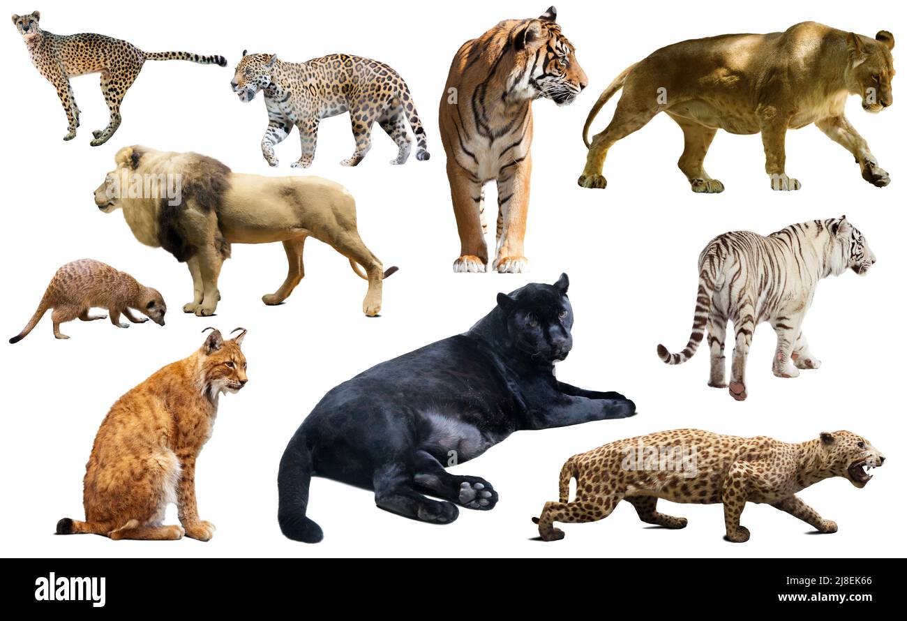 Set of African predators isolated over white Stock Photo - Alamy