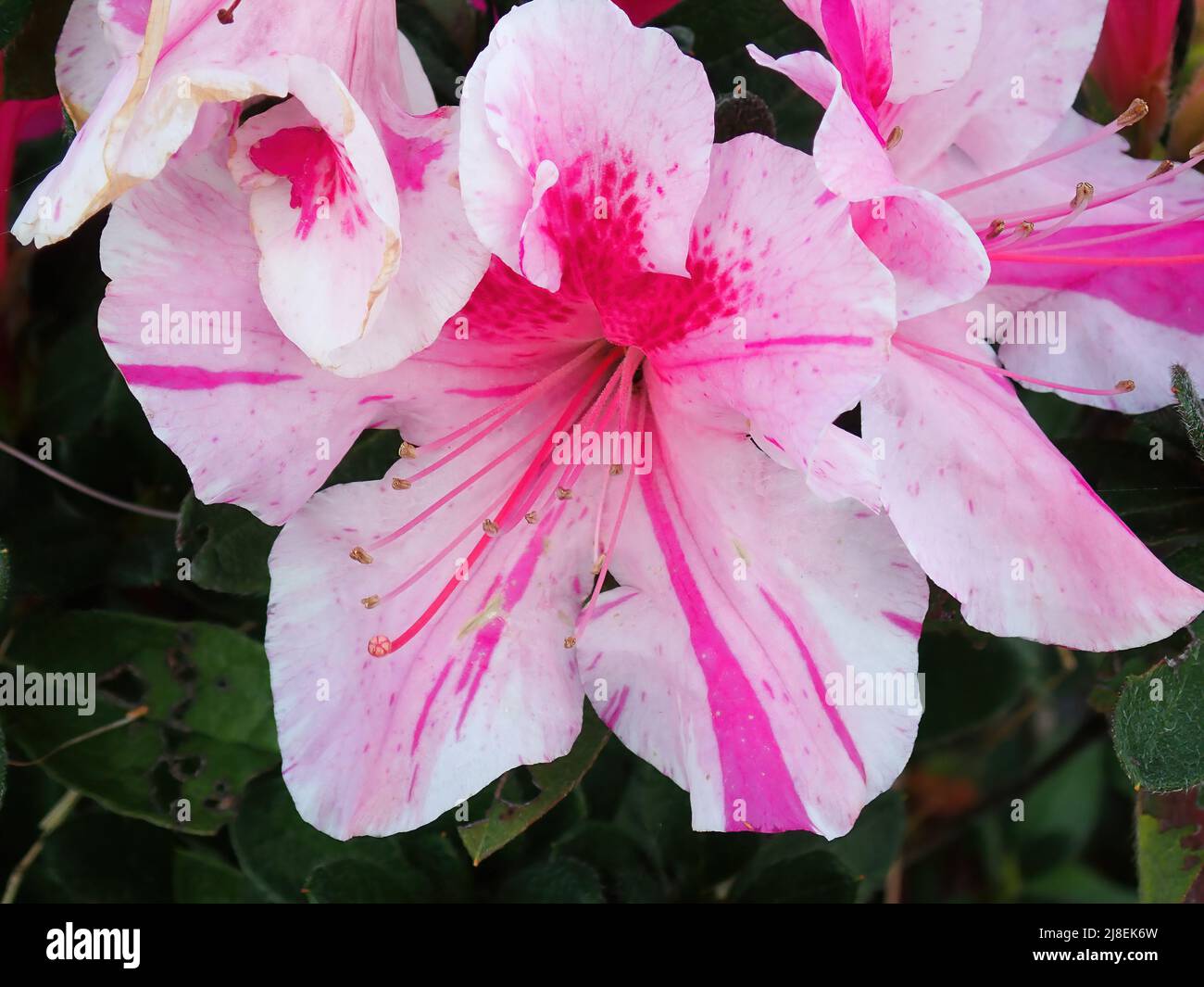 Pink and White Azalea Bloom Stock Photo - Alamy