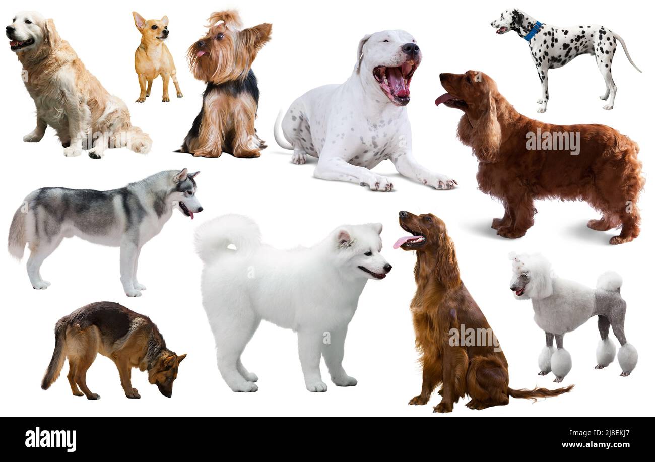 Different breed dogs Cut Out Stock Images & Pictures - Alamy