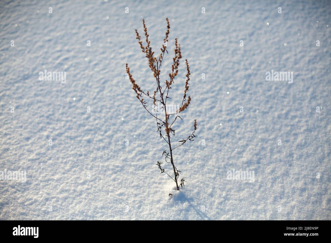 Plant in snow. Nature in winter. Simple background of cold season. Bush ...
