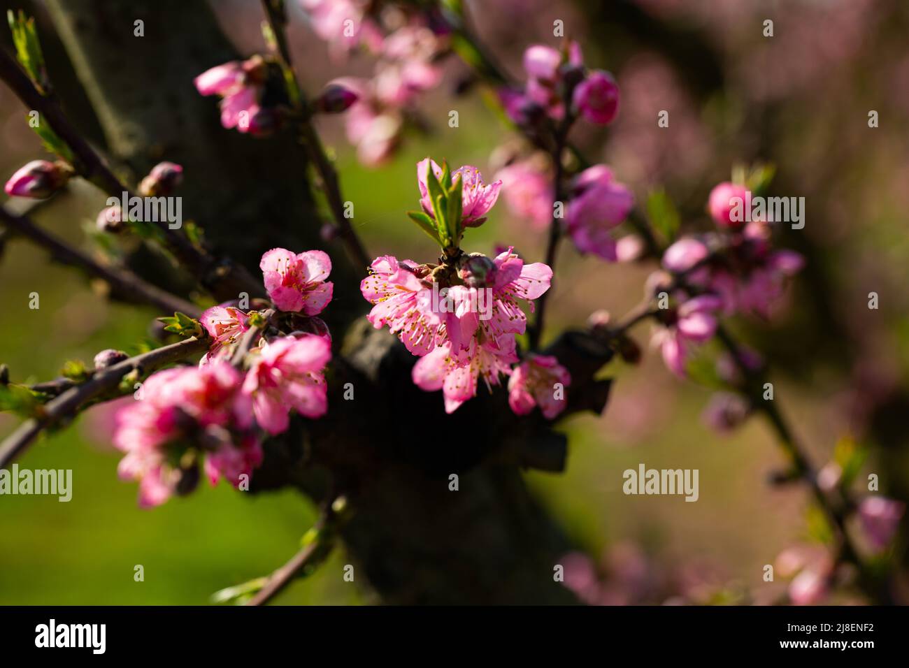 Flowering peach trees on field Stock Photo - Alamy