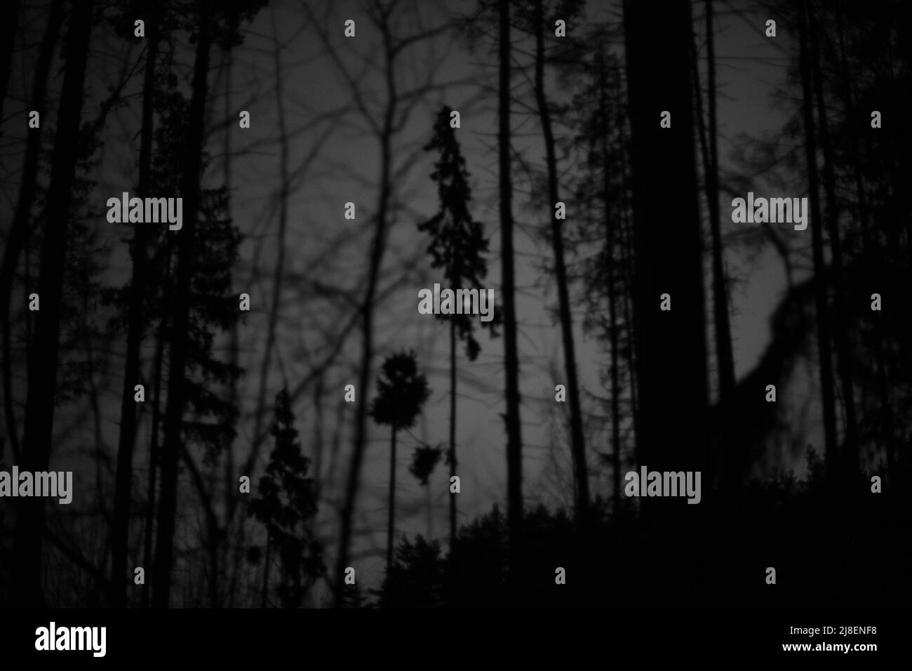 Forest at night. Trees in dark. Silhouette of forest. Black shadows of ...