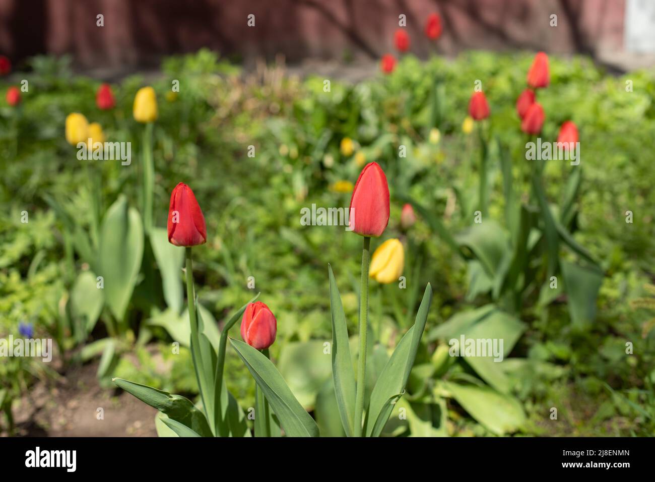 Flowers in garden in spring. Growing plants in ground. Excavated soil ...