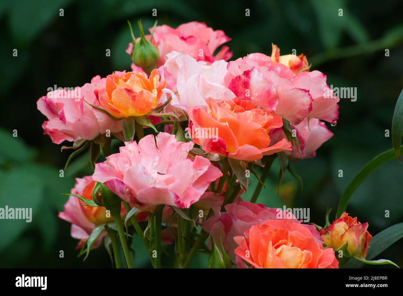 Pink and Orange Roses Stock Photo - Alamy