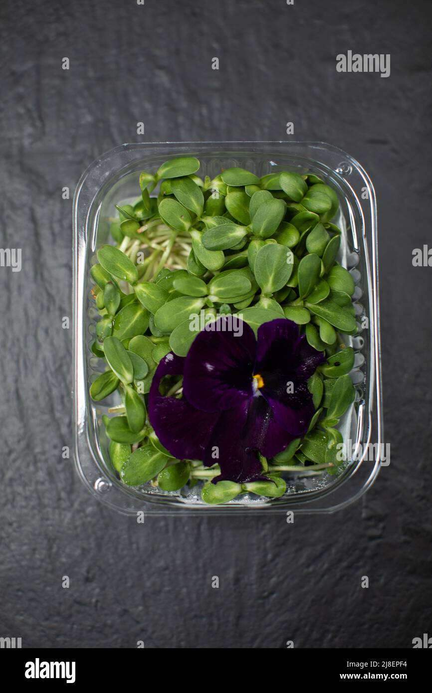Raw healthy microgreen in a transparent box Stock Photo - Alamy