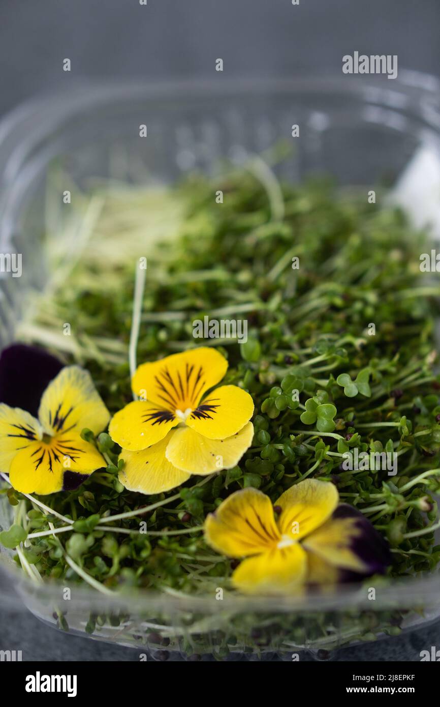 Raw healthy microgreen in a transparent box Stock Photo - Alamy